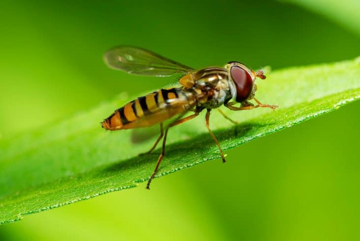 How To Repel Corn Flies | BeatPests