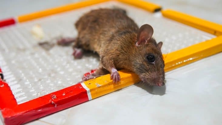 How Do Sewer Rats Get in Your House? | BeatPests