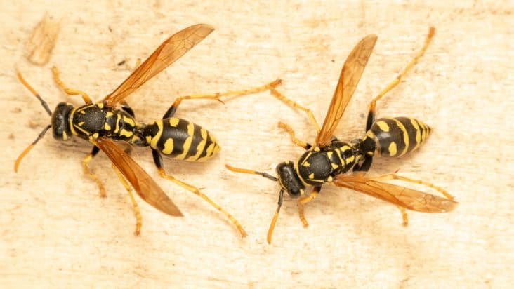 What Can Wasps Chew Through? | BeatPests
