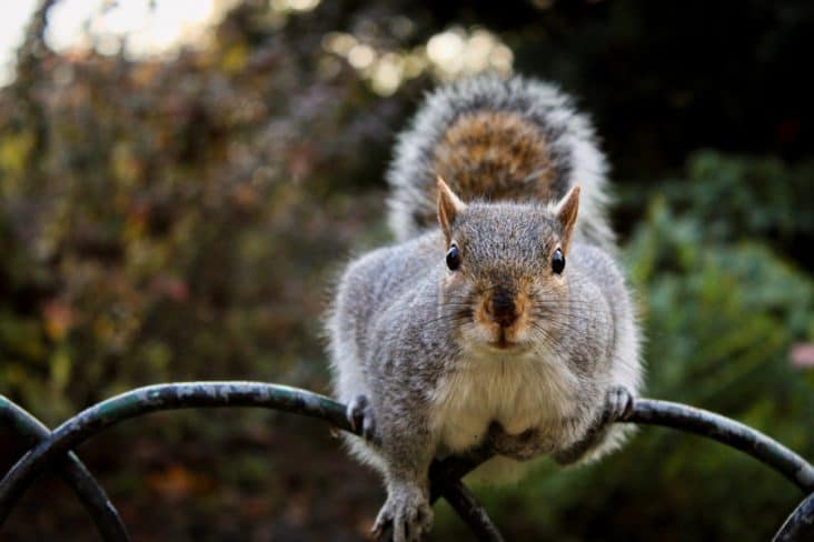How To Keep Squirrels Away From Solar Panels | BeatPests