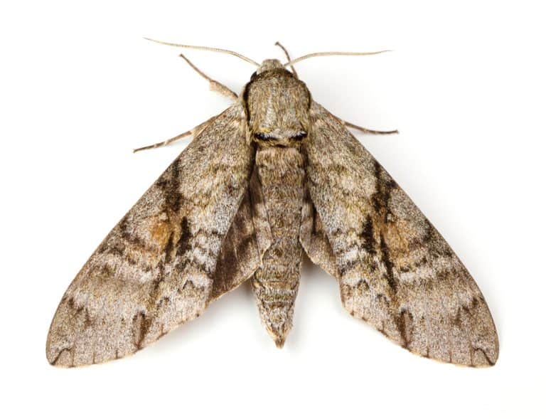 11 Places Moths Go During the Day | BeatPests