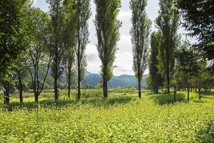 What Kind of Trees Do Roaches Live In? | BeatPests