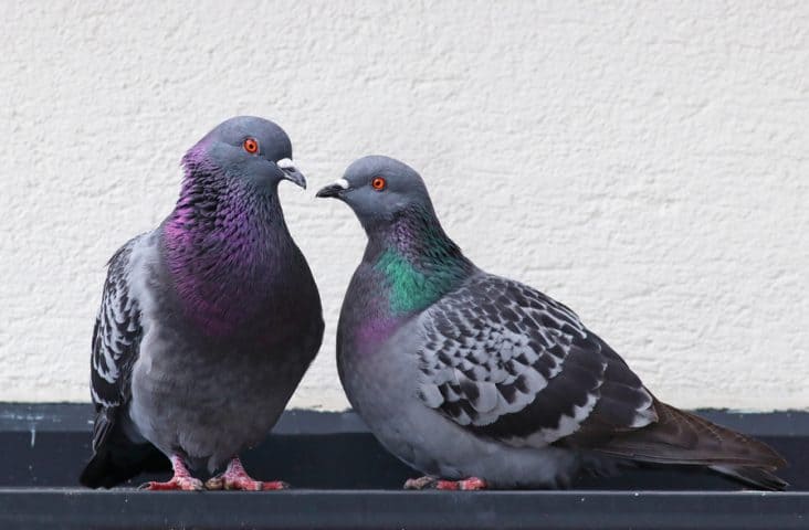 What Are Pigeons Afraid Of? | BeatPests