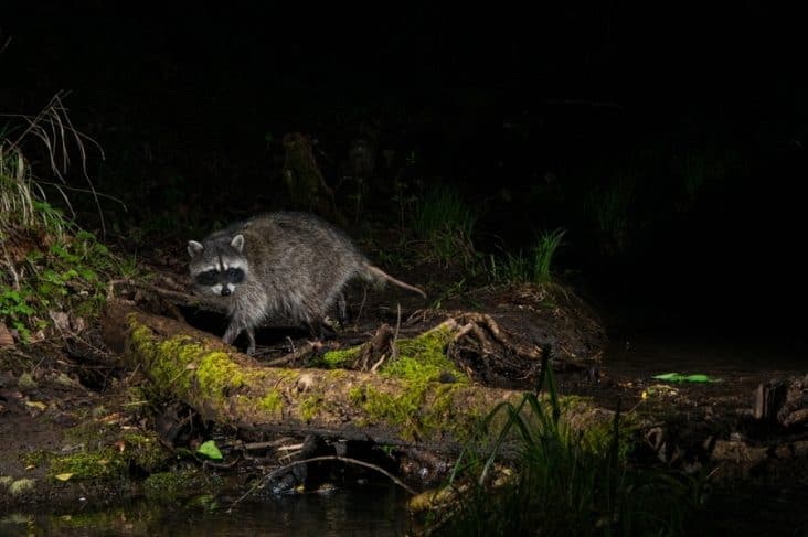 9 Reasons Why Raccoons Come Out at Night | BeatPests