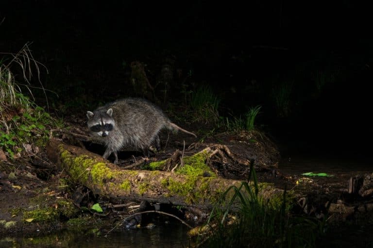 9 Reasons Why Raccoons Come Out at Night | BeatPests