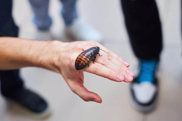 Why Do Cockroaches Crawl on You at Night? | BeatPests