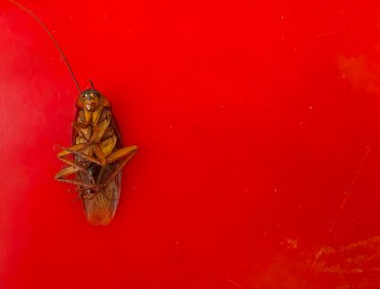 What Colors Do Roaches Hate? | BeatPests