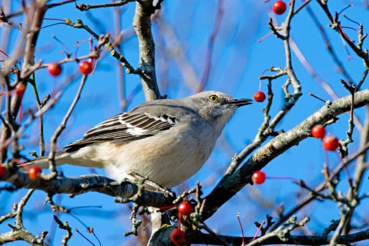 5 Ways To Keep Mockingbirds Away From Feeders | BeatPests