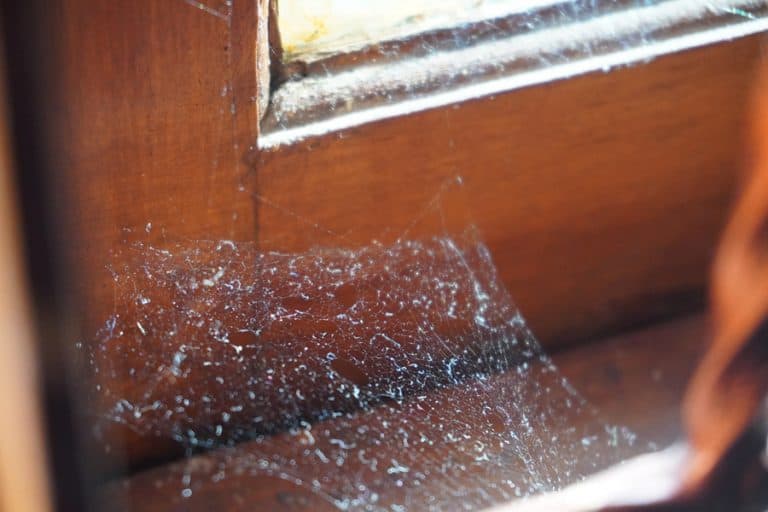 How To Clean Spider Droppings | BeatPests