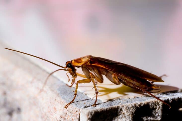 How To Get Rid of Asian Roaches | BeatPests