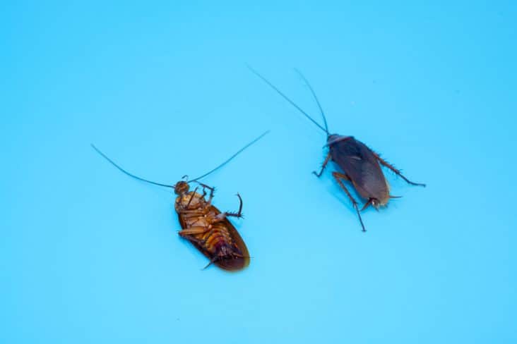 What Colors Do Roaches Hate? | BeatPests