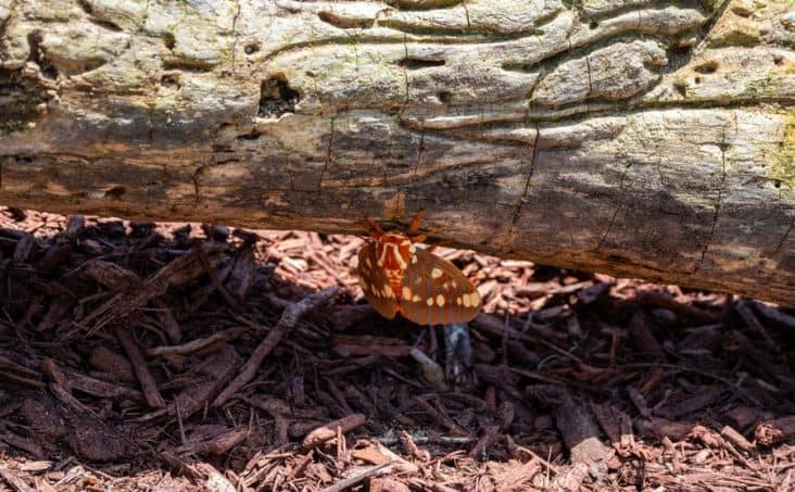 11 Places Moths Go During the Day | BeatPests