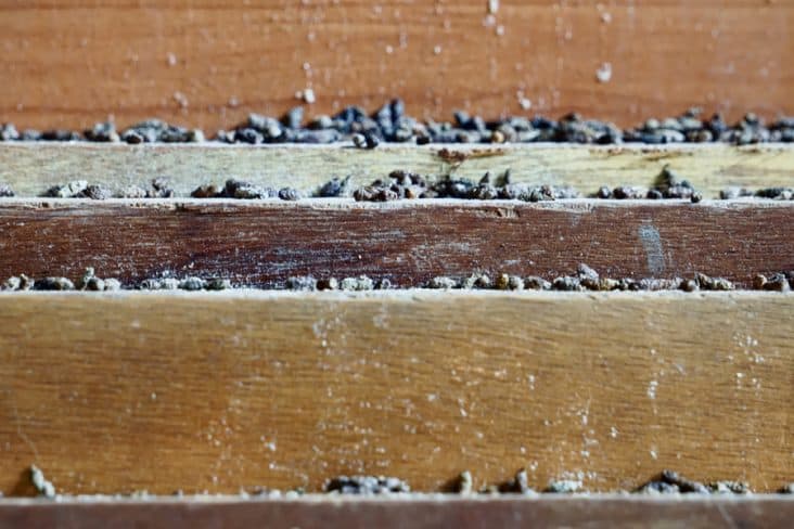How Do Mice Get in the Attic of a House? | BeatPests