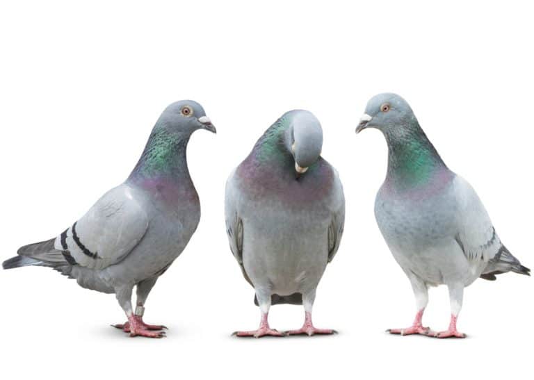 13 Smells Pigeons Hate | BeatPests