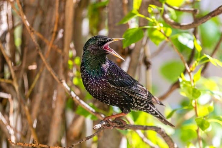 5 Noises That Birds Hate | BeatPests