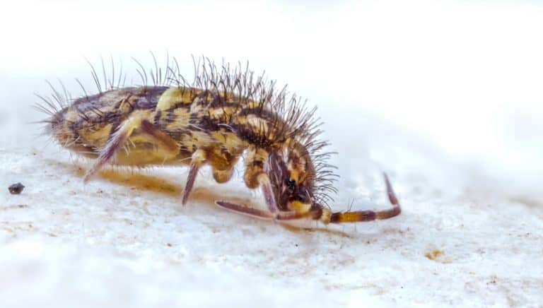 How To Tell the Difference Between Springtails and Fleas | BeatPests