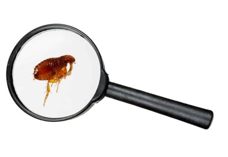 How To Tell the Difference Between Springtails and Fleas | BeatPests