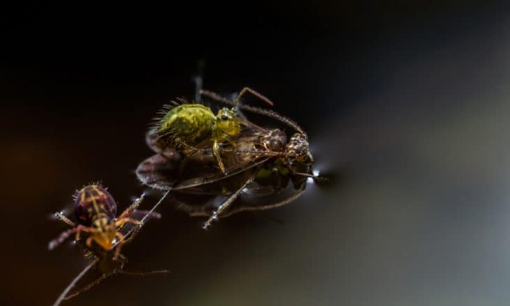 How To Tell the Difference Between Springtails and Fleas | BeatPests