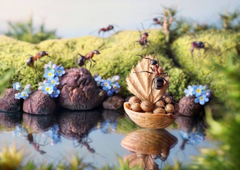 How To Keep Ants Out of the Boat | BeatPests