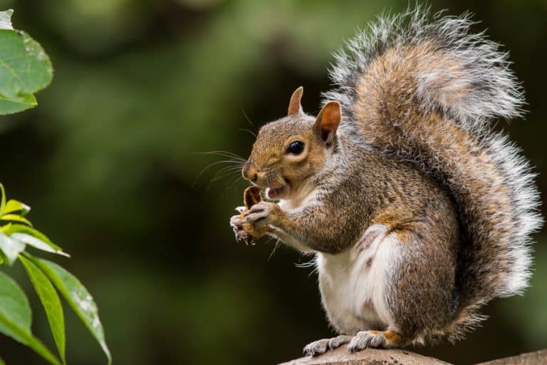 How To Keep Squirrels Away From Solar Panels | BeatPests