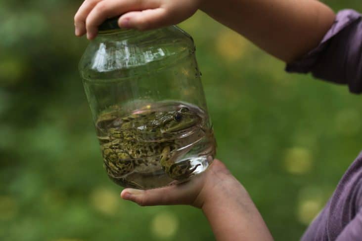 How To Catch a Frog in Your House | BeatPests