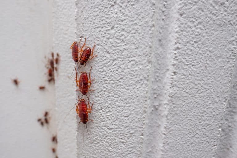 How To Know if Roaches Are in Walls | BeatPests
