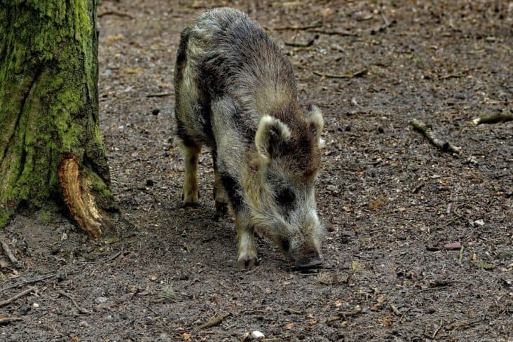 How To Keep Wild Hogs Out of Your Yard | BeatPests