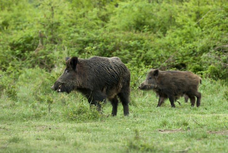 How To Keep Wild Hogs Out of Your Yard | BeatPests