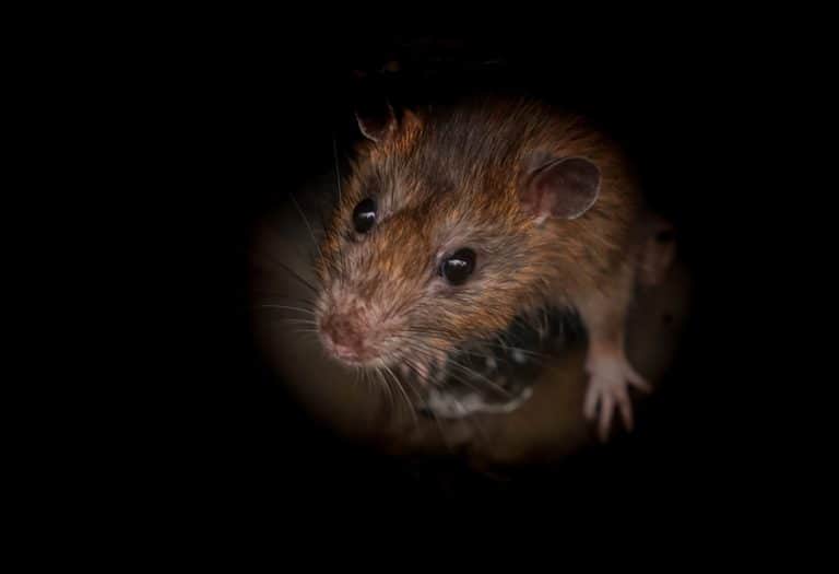 How Do Sewer Rats Get in Your House? | BeatPests