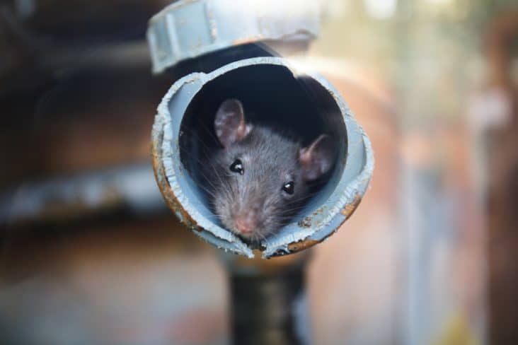 How Do Sewer Rats Get in Your House? | BeatPests