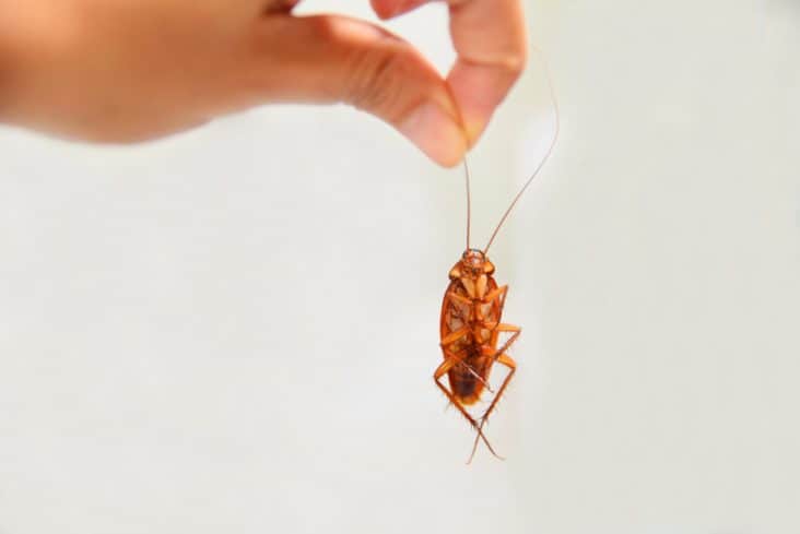How To Know if a Roach Is Dead | BeatPests
