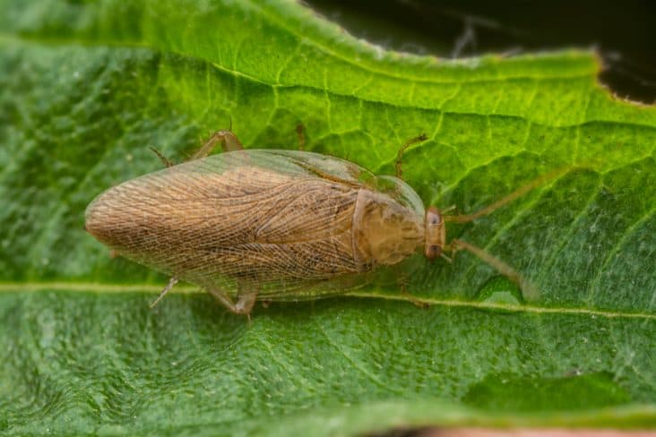 What Kind of Trees Do Roaches Live In? | BeatPests