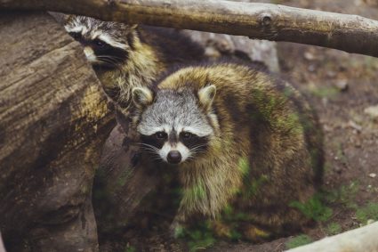 9 Reasons Why Raccoons Come Out at Night | BeatPests