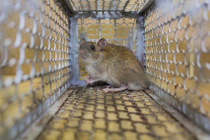 How Do Sewer Rats Get in Your House? | BeatPests