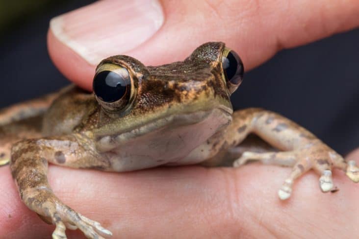 How To Catch a Frog in Your House | BeatPests
