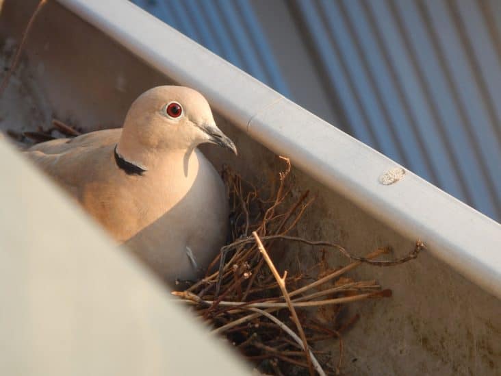 How To Keep Birds Out of Gutters | BeatPests