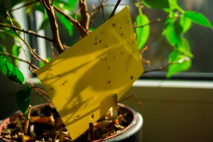 How To Keep Lizards Out of Potted Plants | BeatPests