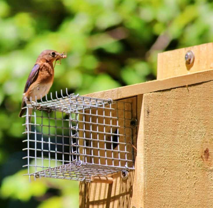 How To Keep Snakes Away From Bird Feeders | BeatPests