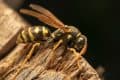 What Can Wasps Chew Through? | BeatPests
