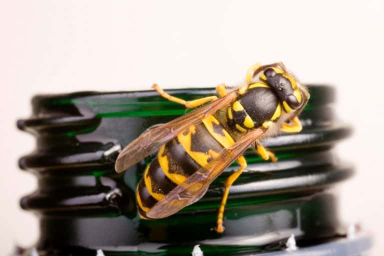 What Can Wasps Chew Through? | BeatPests