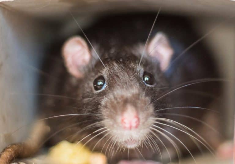 How Do Sewer Rats Get in Your House? | BeatPests