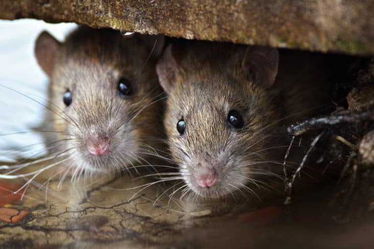 How To Keep Rats Out of Gutters | BeatPests