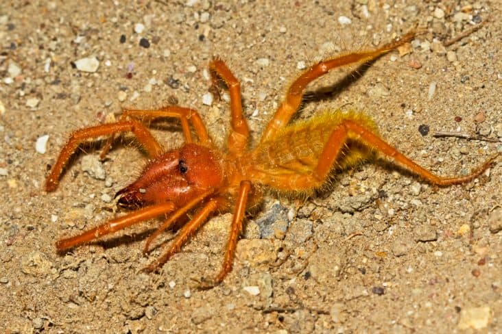 How To Keep Sun Spiders Away | BeatPests