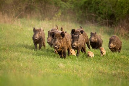 How To Keep Wild Hogs Out of Your Yard | BeatPests