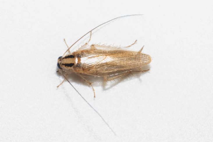 What Are the Worst Roaches To Have? | BeatPests