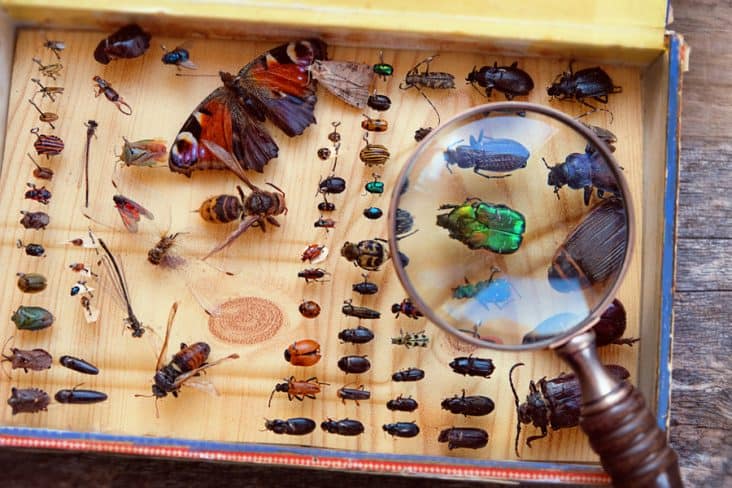 How To Keep Bugs Out of Dresser Drawers | BeatPests
