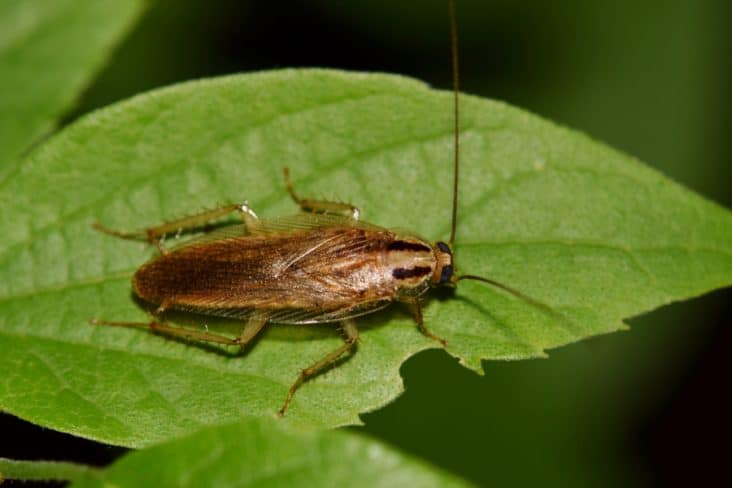What Kind of Trees Do Roaches Live In? | BeatPests