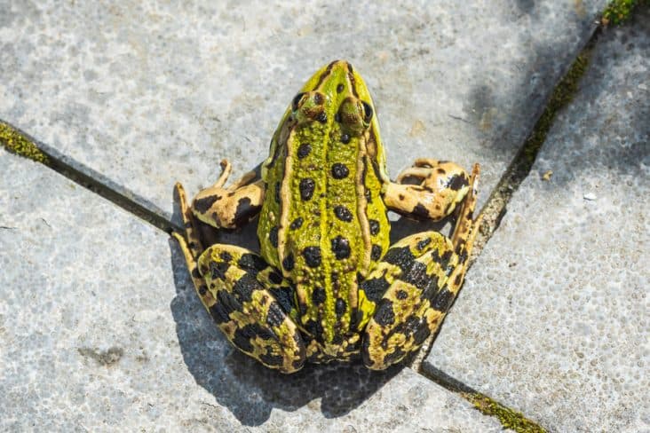 How To Catch a Frog in Your House | BeatPests