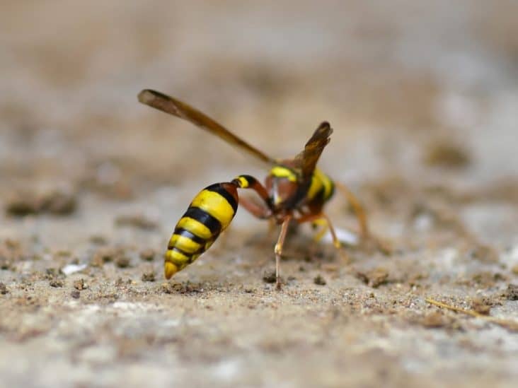 How To Deter Ground Wasps | BeatPests