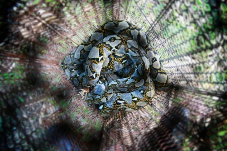 How To Catch a Snake in a Trap | BeatPests